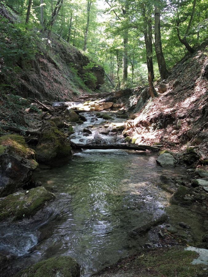 River in a dense forest stock image. Image of dense - 119409969