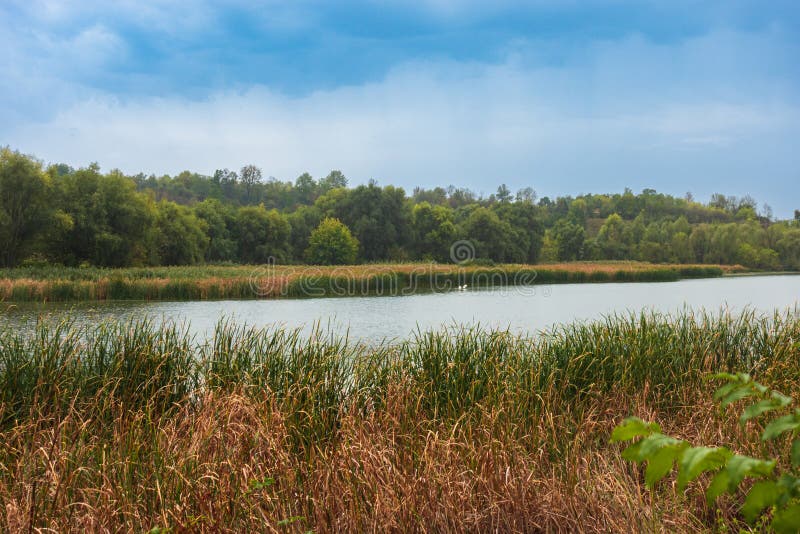 River among Dense Green Vegetation Stock Photo - Image of dense, green ...