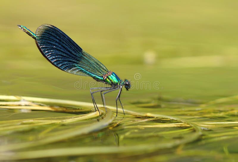 Dragonfly in water stock image. Image of wildlife, mirage - 21197239