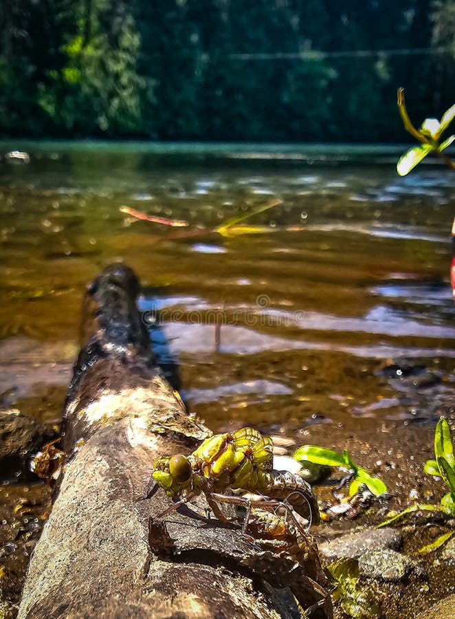 River Dragonfly Hatch Green Alive Stock Image - Image of green, hatch ...