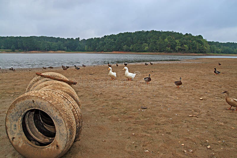 River during draught stock photo. Image of animals, conditions - 3058804