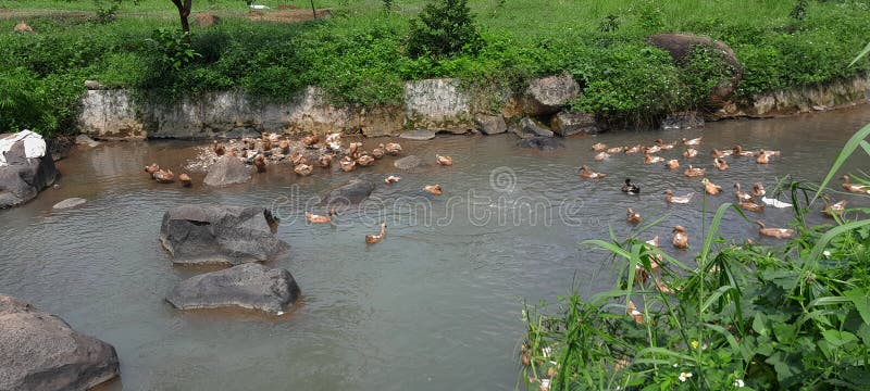 Brown Ducks Bathing on a River. Stock Photo - Image of duckling, baby ...