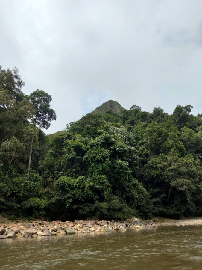 River at the Edge of the Forest Stock Image - Image of river ...