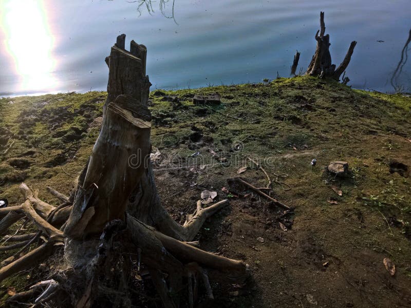 River edge stock image. Image of river, beauty, tree - 159915953