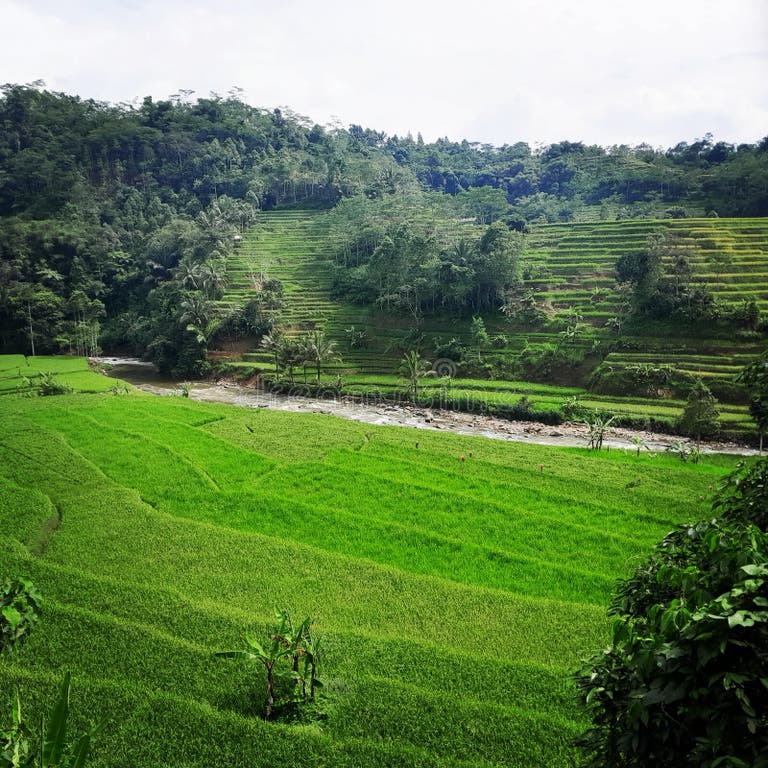 River on the Edge of Rice Paddies Stock Image - Image of paddies ...