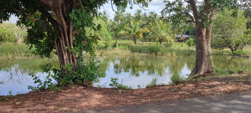 River edge stock image. Image of water, lake, river - 249528177