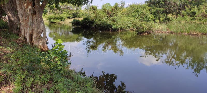 River edge stock image. Image of tree, water, river - 249567697