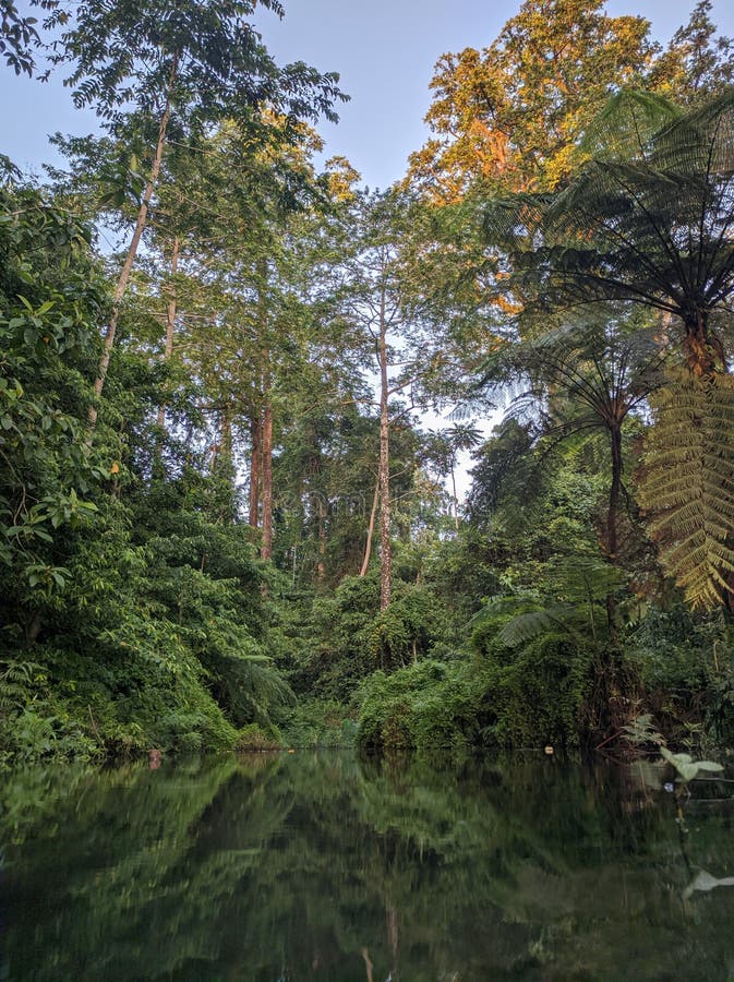 A River on the Edge of a Tropical Forest Located in the Mount Tambora ...