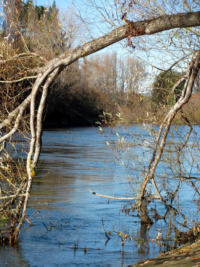 River Edge with Ttree Branch 0677 Stock Photo - Image of rock, plant ...