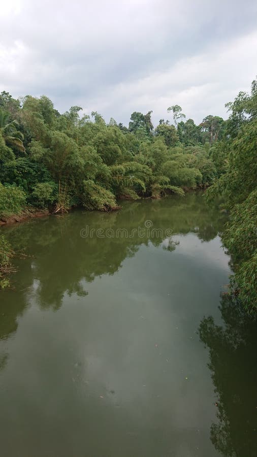 A River on Either Side of the Bamboo Bushes Stock Photo - Image of side ...