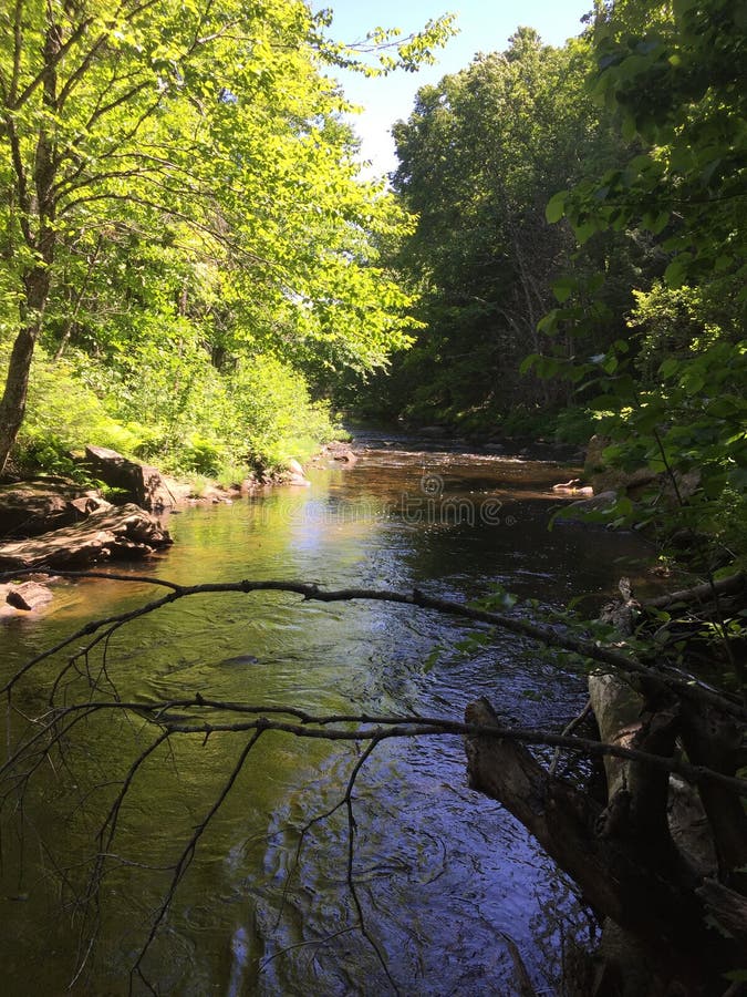 River in Enchanted Forest of Canada, Summer, Nature, Magical Light ...