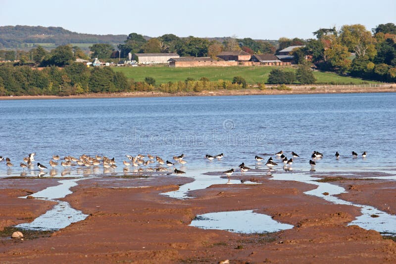 River Exe stock photo. Image of water, boat, sandpiper - 18761624