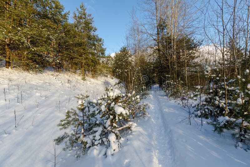 River Extending in the Winter Forest Stock Image - Image of season ...