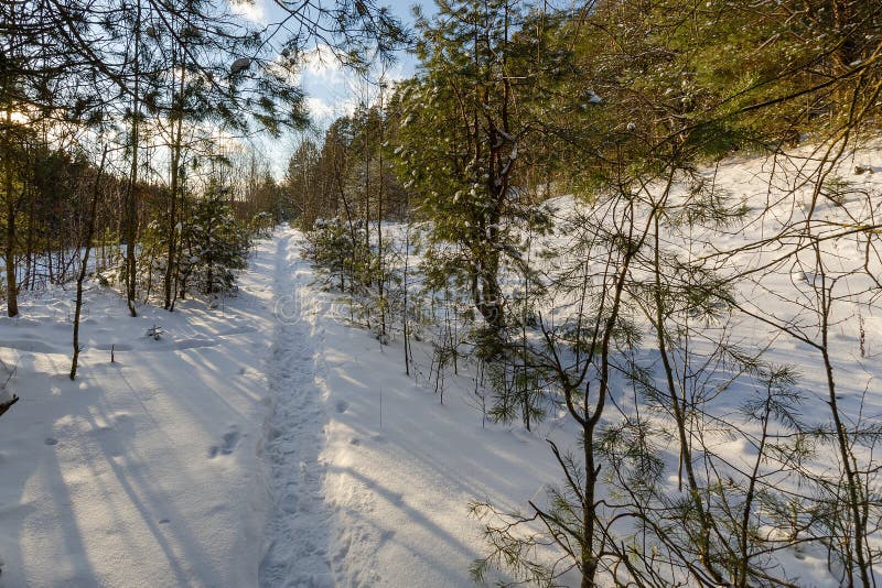 River Extending in the Winter Forest Stock Photo - Image of beautiful ...