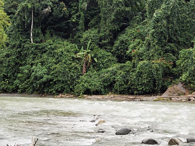River with Fast Currents in the Forest Stock Image - Image of fast ...