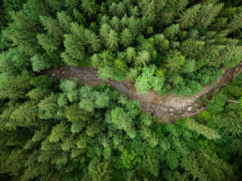 River at Fir Forest Top Down Aerial View Stock Image - Image of forest ...