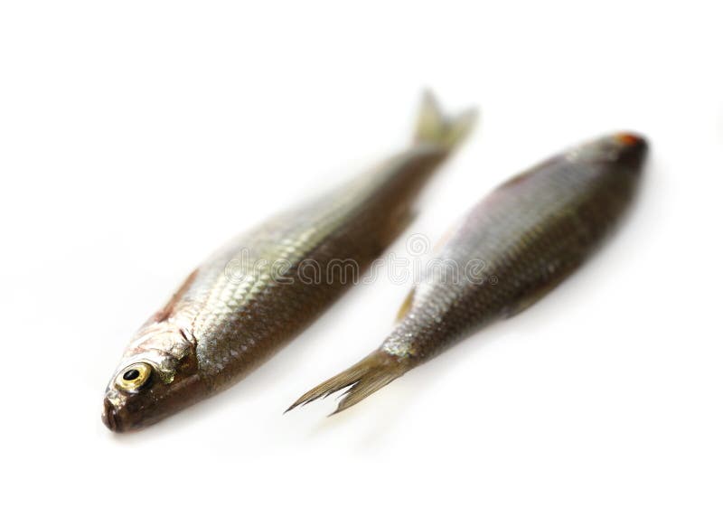 River fish stock image. Image of small, sirloin, fish - 11603297