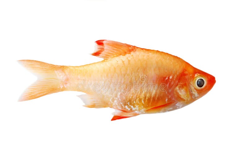 River Fish stock photo. Image of nature, white, isolated - 22777834