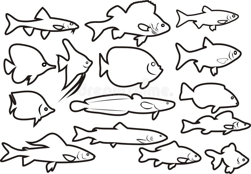 River Fish Identification Slate with Names Stock Vector - Illustration ...