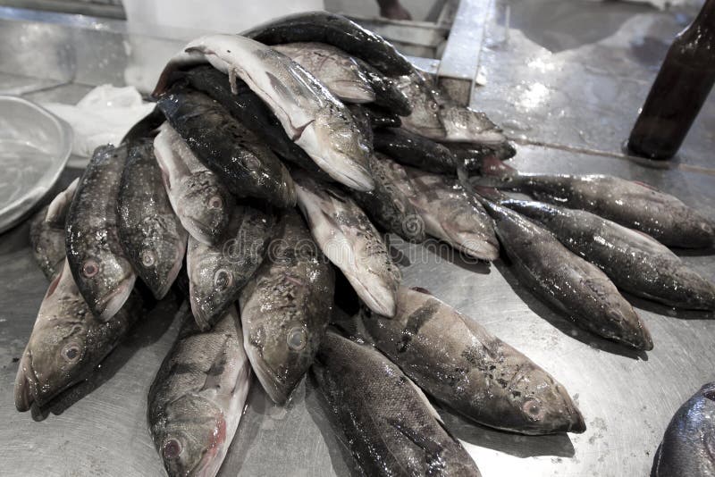 River fish in Amazon stock photo. Image of brazil, south - 17295010