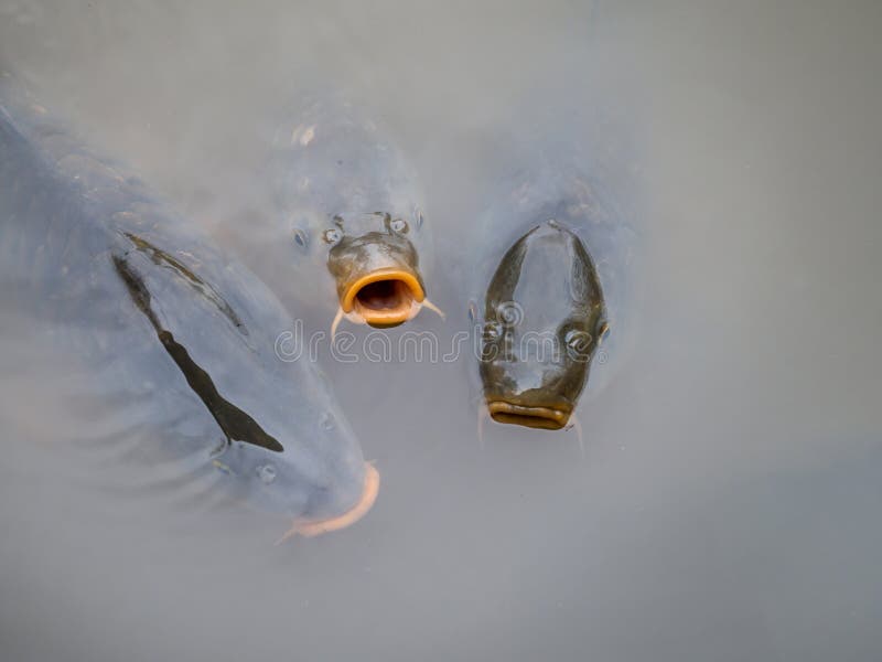 River Fish, Carp, with Open Mouths. UK. Stock Photo - Image of closeup ...