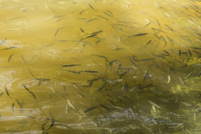 River fish. stock image. Image of grouped, offspring - 90676027