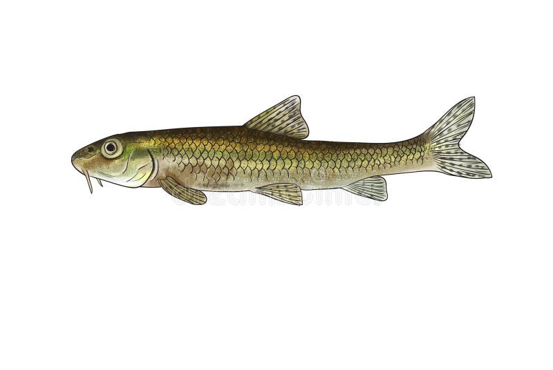 River fish stock illustration. Illustration of angling - 49589585