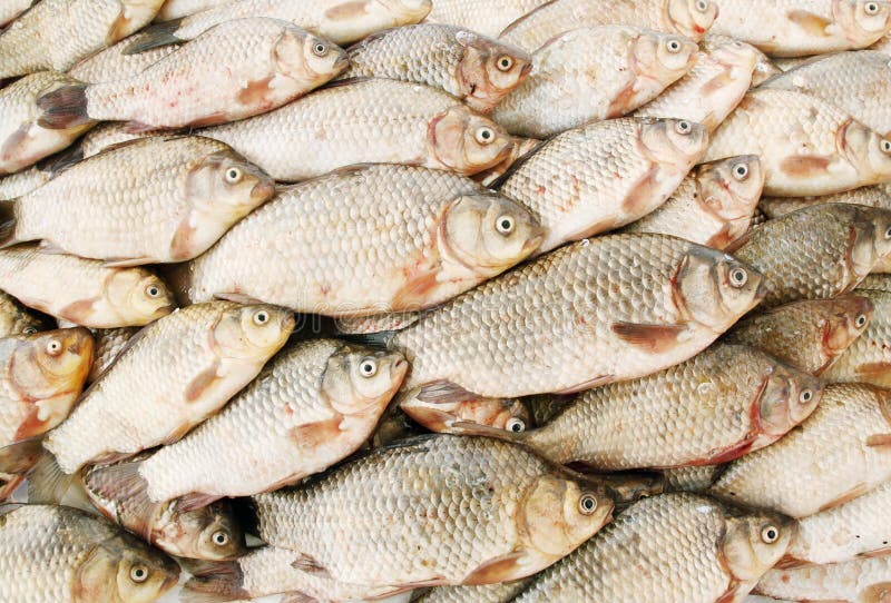River fish stock photo. Image of prepared, group, meat - 39747736