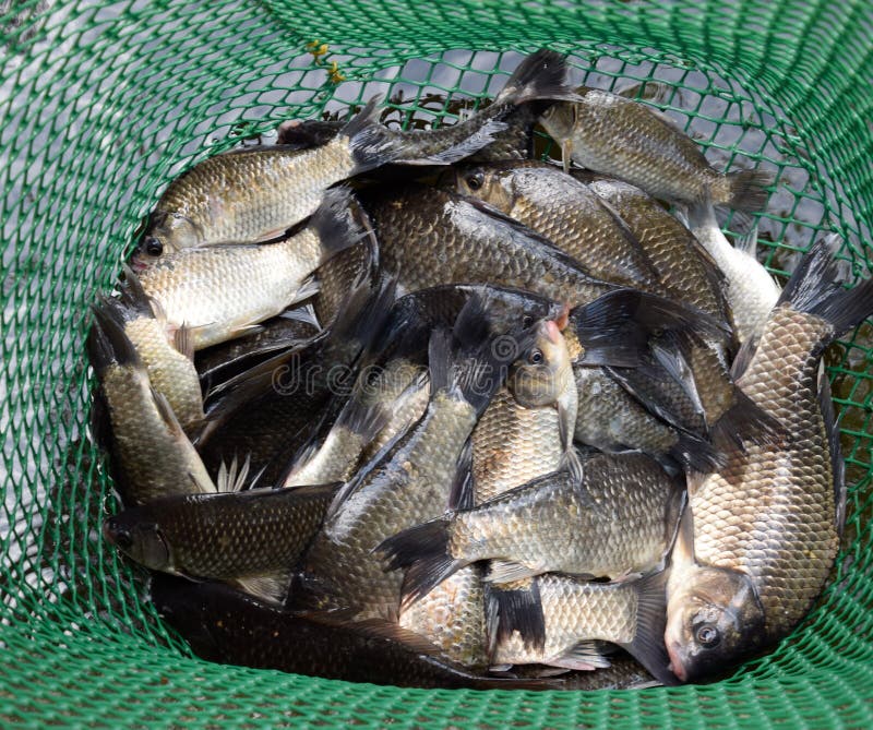 River Fish in a Plastic Bucket. Fish Catch. Carp and Carp. Weed Fish ...