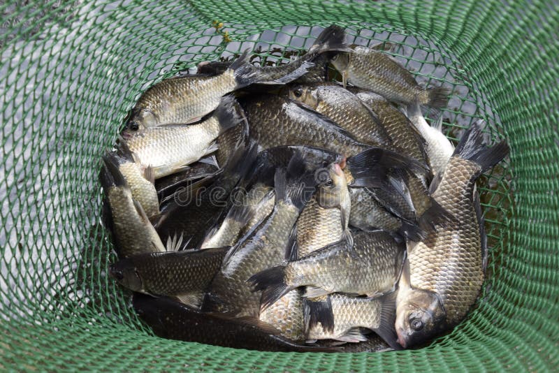 River Fish in a Green Plastic Grid in a Pond. Fish Catch. Carp and Carp ...