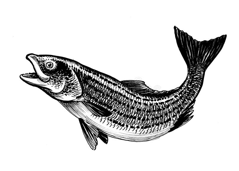 Coi fish stock illustration. Illustration of japanese - 111077788