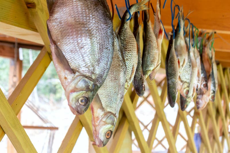 River Fish Hanging Upside Down Dried on a Rope Stock Image - Image of ...