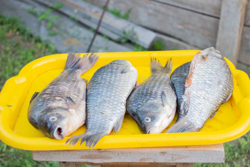 River fish a healthy diet stock image. Image of seefood - 142798775