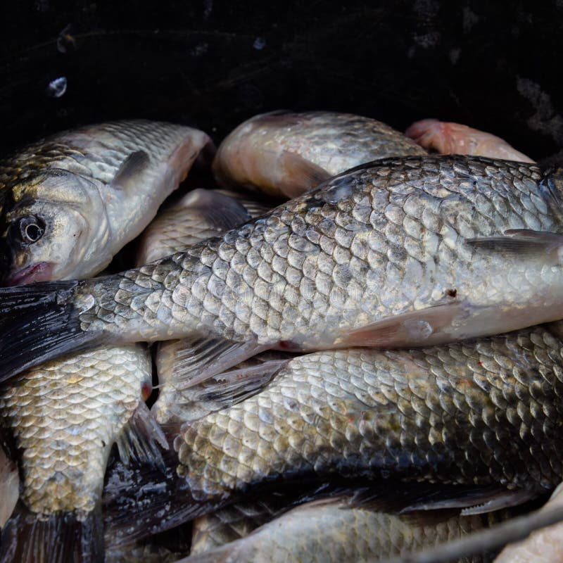 River Fish Macro Photo. Fish Catch Stock Photo - Image of ingredient ...