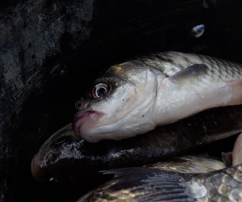 River Fish Photo. Fish Catch. Carp and Carp. Weed Fish Stock Photo ...