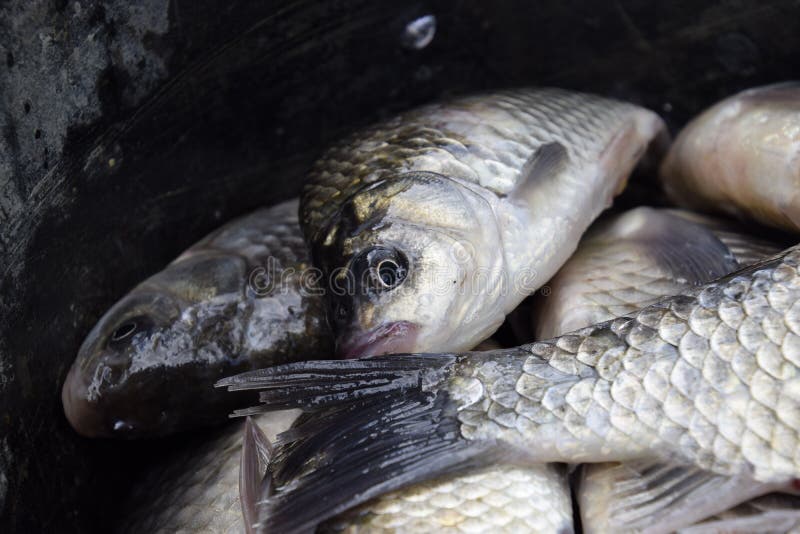 River Fish Macro Photo. Fish Catch. Carp and Carp. Weed Fish. Stock ...