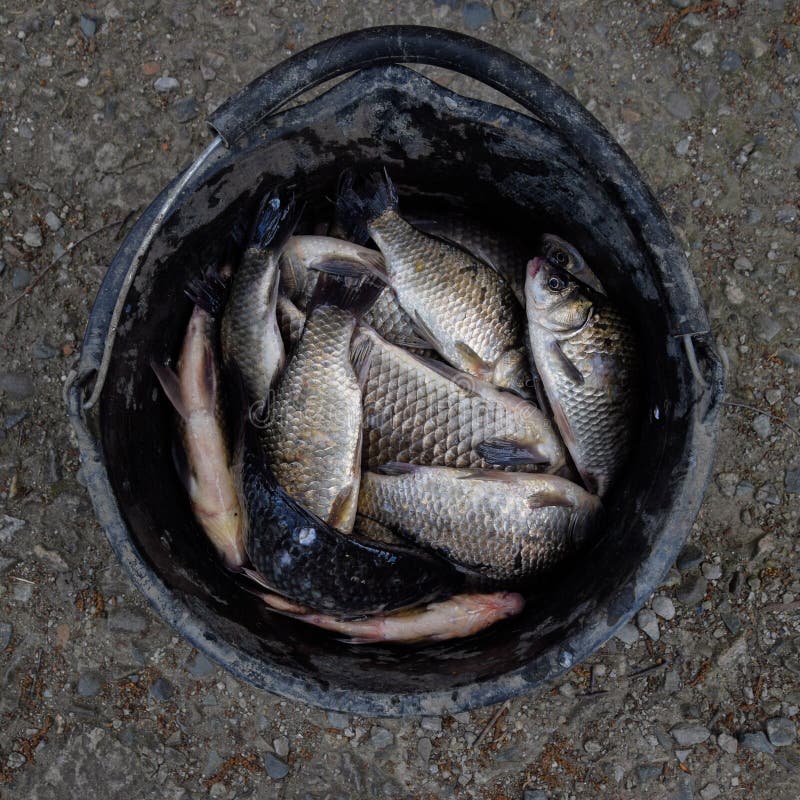 River Fish in a Plastic Bucket. Fish Catch. Carp and Carp Stock Image ...