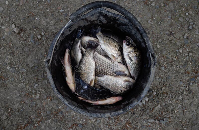 River Fish in a Plastic Bucket. Fish Catch. Carp and Carp Stock Photo ...