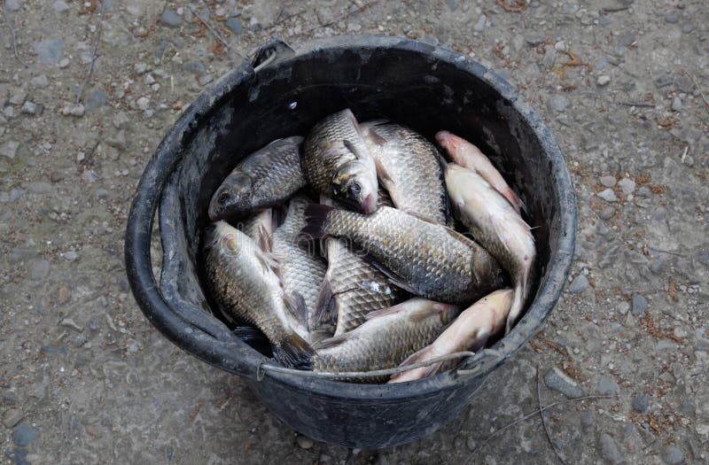 Head Bucket Case Stock Photos - Free & Royalty-Free Stock Photos from ...