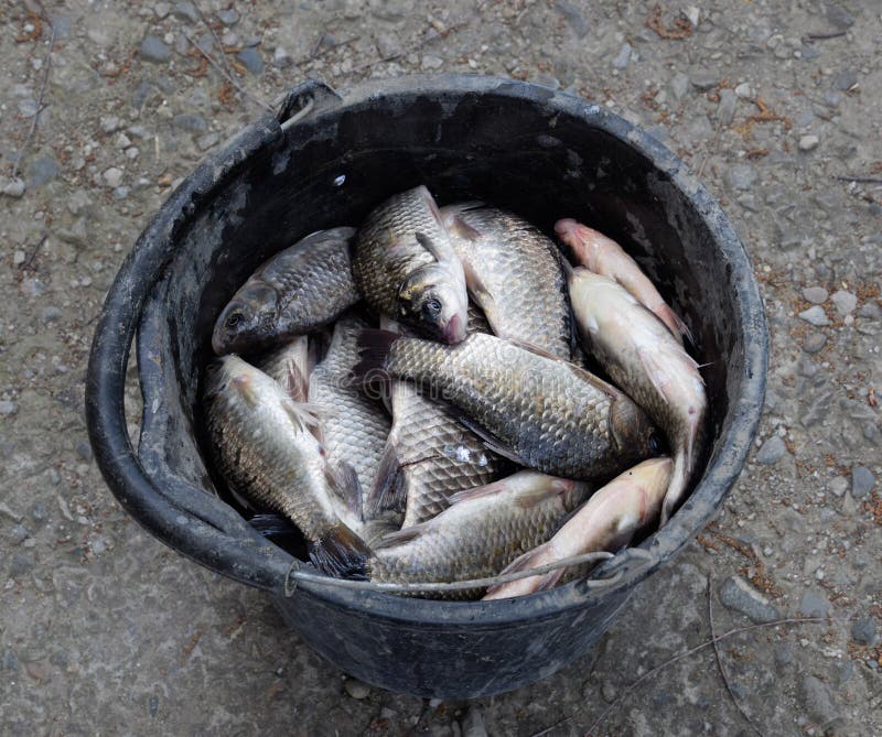 River Fish in a Plastic Bucket. Fish Catch. Carp and Carp Stock Image ...