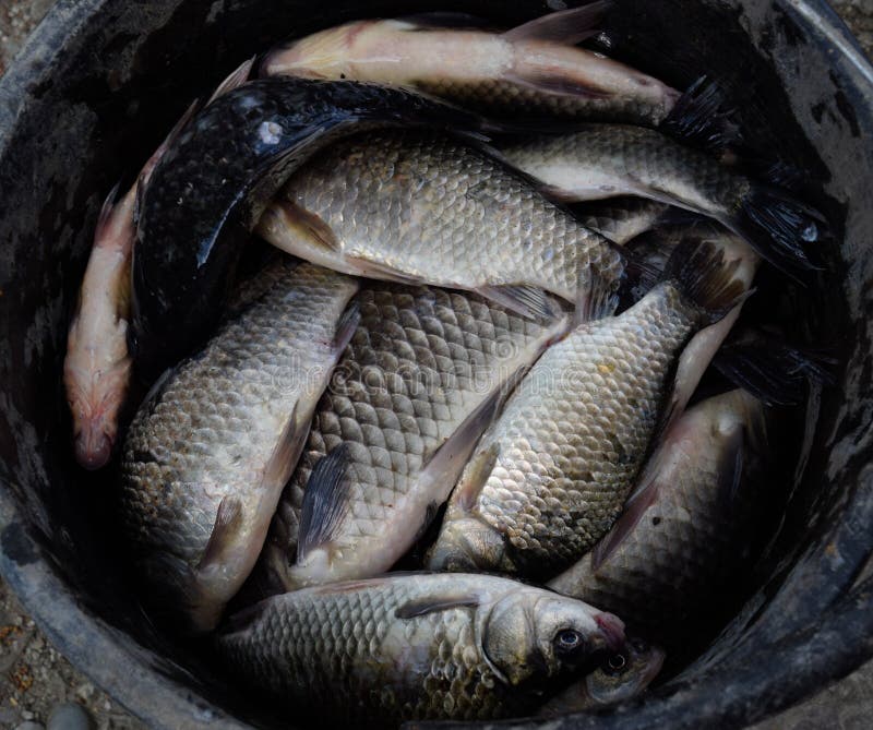 River Fish in a Plastic Bucket. Fish Catch. Carp and Carp Stock Image ...