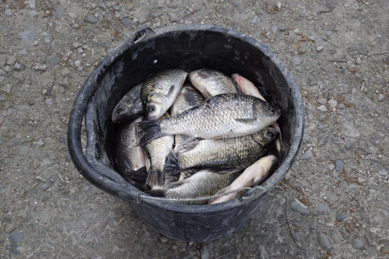 River Fish in a Plastic Bucket. Fish Catch. Carp and Carp. Weed Fish ...