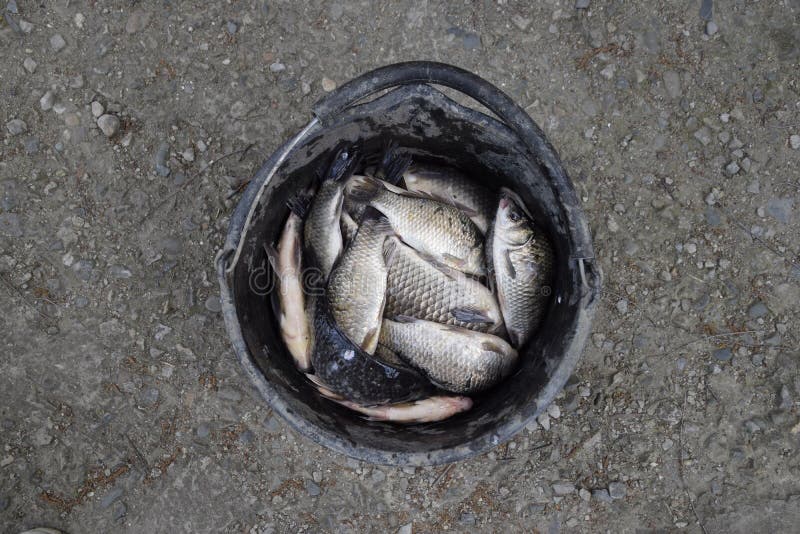 River Fish in a Plastic Bucket. Fish Catch. Carp and Carp. Weed Fish ...