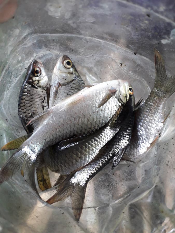 River Fish with Silver Scales in a Plastic Container Stock Photo ...