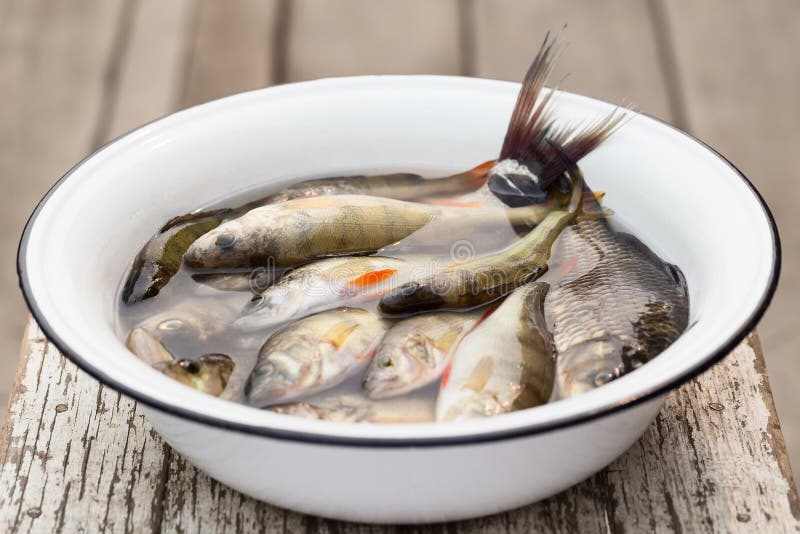 River Fish in a White Basin with Water Stock Photo - Image of freshness ...