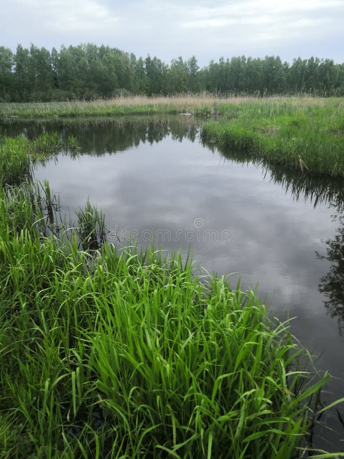 River Flo Flow stock image. Image of river, grass, flow - 248563917