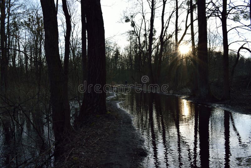 River in a flooded forest stock image. Image of trees - 164245573