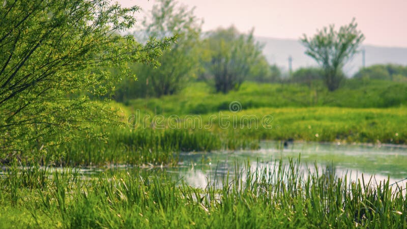 River Flooded the Meadow in Early Spring Stock Photo - Image of forest ...