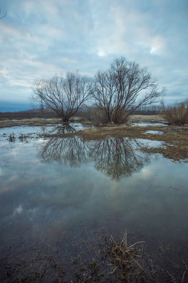 River Flooding in Spring in April Stock Image - Image of plant, forest ...