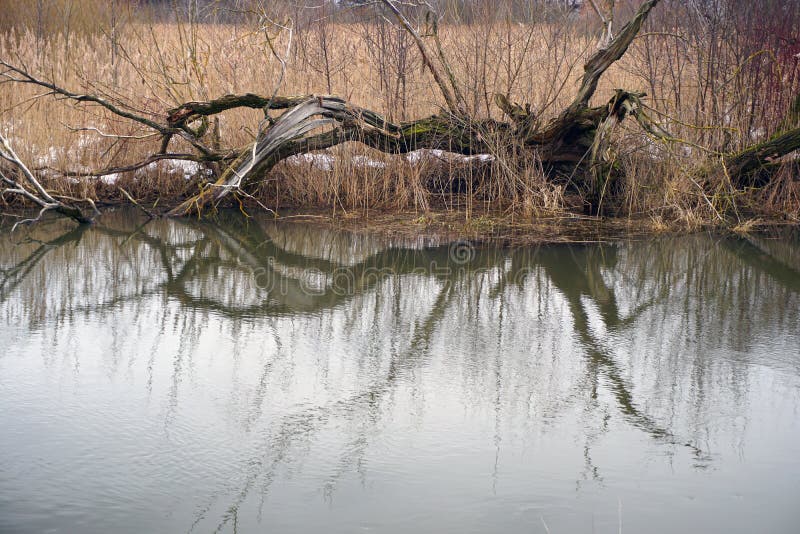 River Floodplain at the End of Winter. Waiting for Spring Stock Photo ...